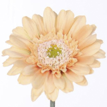 na01062f-pk-01 – Europe Flower