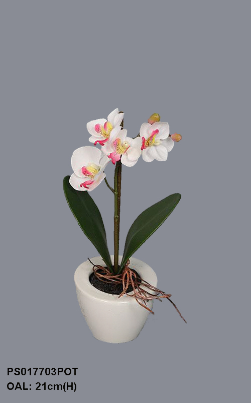 ps017703pot-pk-01 – Europe Flower