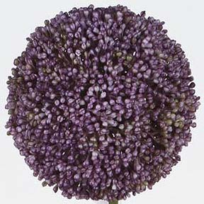 ps018049-lav-01 – Europe Flower